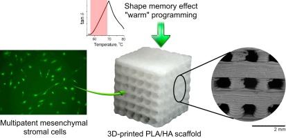Shape memory effect in 3D-printed scaffolds for self-fitting implants | CoLab