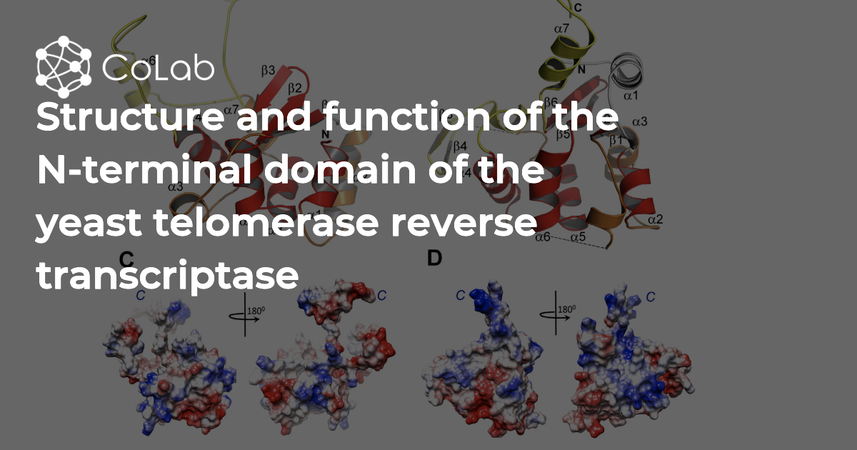 Structure and function of the N-terminal domain of the yeast telomerase ...
