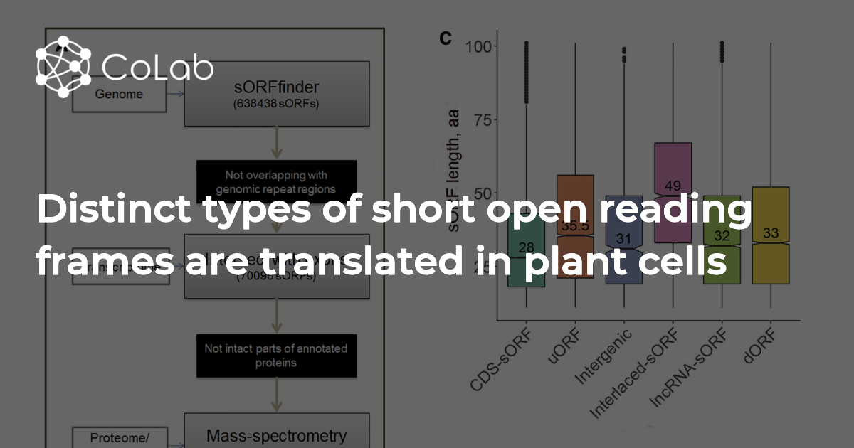 Distinct types of short open reading frames are translated in plant ...