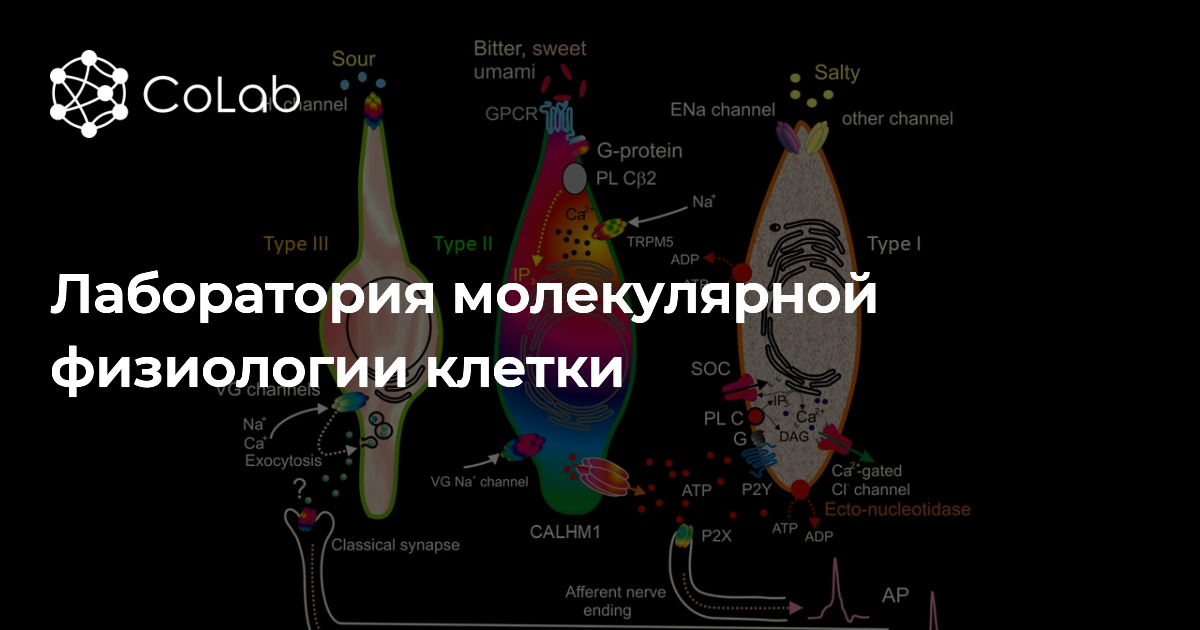 Laboratory of Molecular Cell Physiology | CoLab