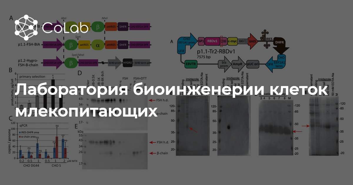 Laboratory of Mammalian Cell Bioengineering | CoLab