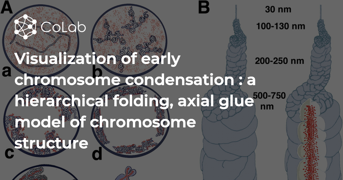 Visualization of early chromosome condensation : a hierarchical folding ...