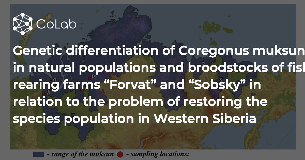 Genetic differentiation of Coregonus muksun in natural populations and ...