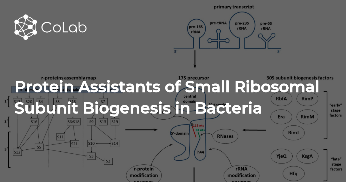 Protein Assistants of Small Ribosomal Subunit Biogenesis in Bacteria ...