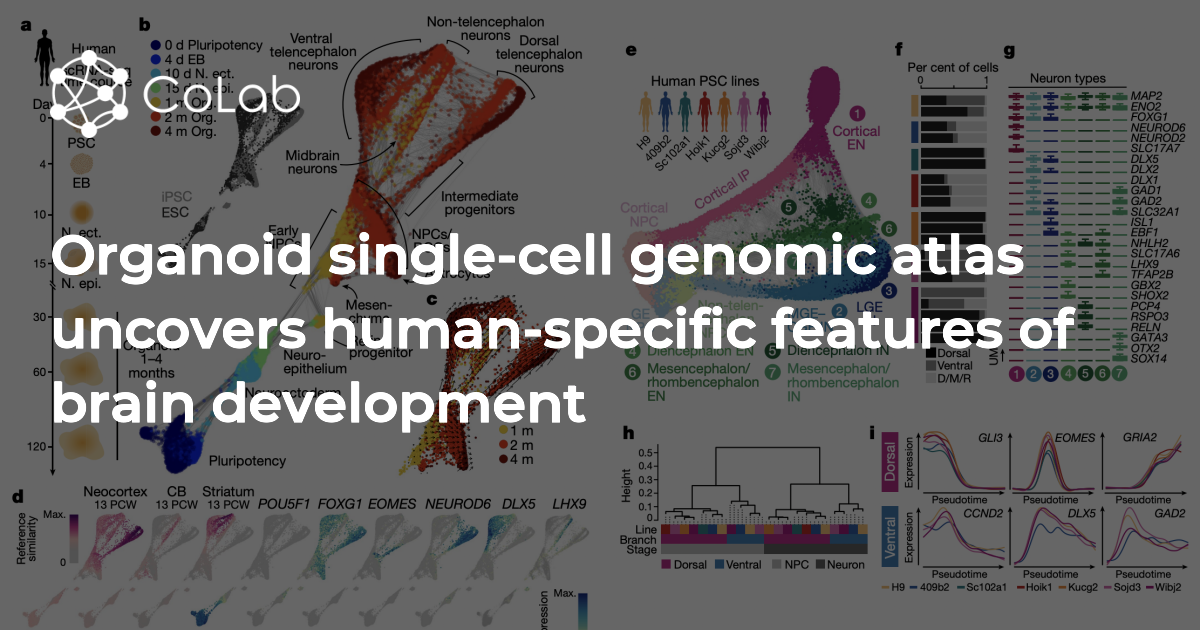 Organoid single-cell genomic atlas uncovers human-specific features of ...
