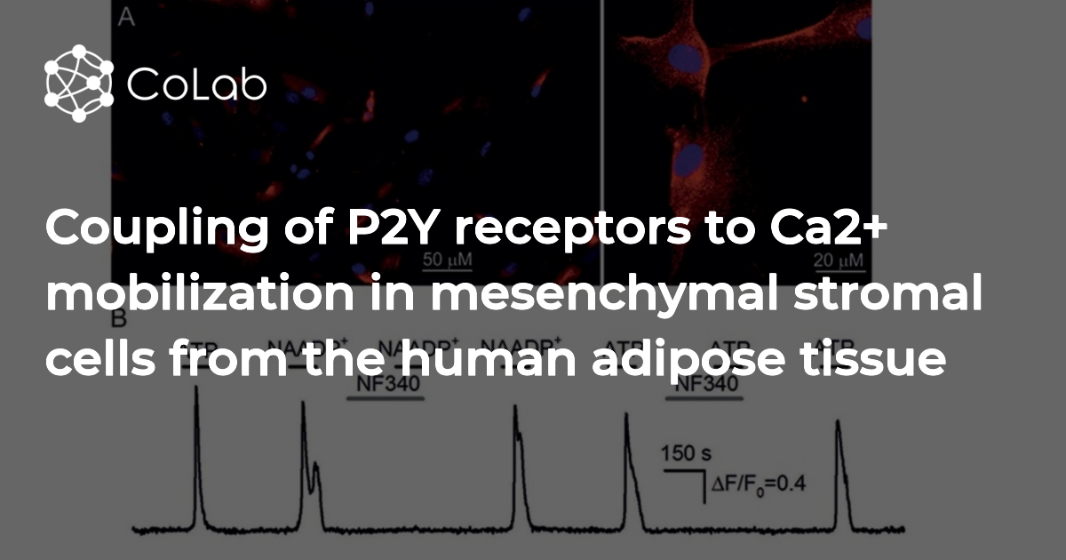 Coupling of P2Y receptors to Ca2+ mobilization in mesenchymal stromal cells from the human ...
