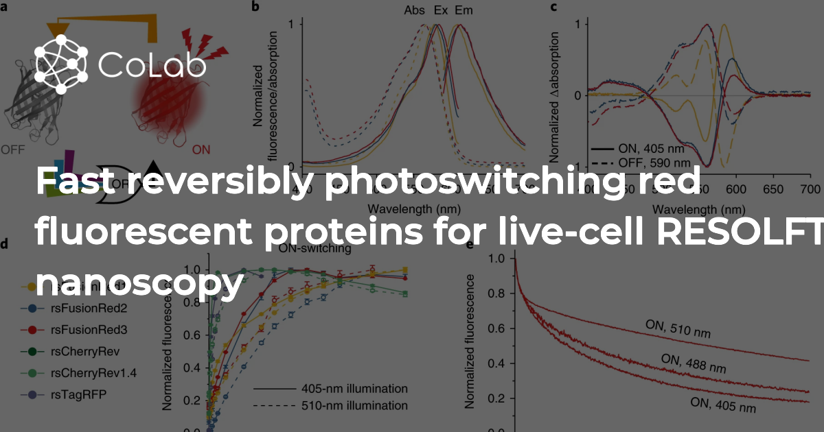Fast reversibly photoswitching red fluorescent proteins for live-cell ...