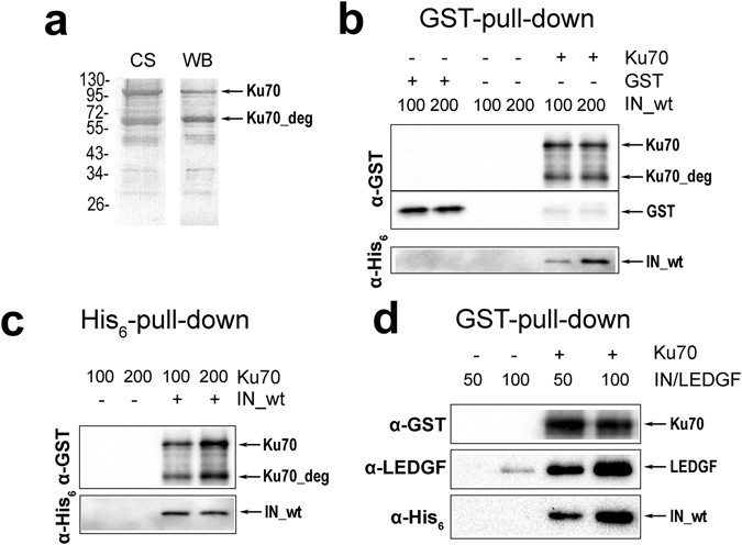 Characterization of HIV-1 integrase interaction with human Ku70 protein ...