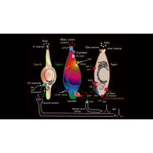 Laboratory of Molecular Cell Physiology | CoLab