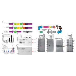 Laboratory of Mammalian Cell Bioengineering | CoLab