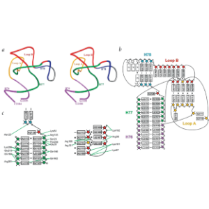 Structure of the L1 protuberance in the ribosome | CoLab