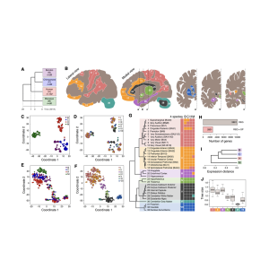 Single-cell-resolution transcriptome map of human, chimpanzee, bonobo ...