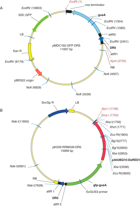 Composite Cucurbita pepo plants with transgenic roots as a tool to ...