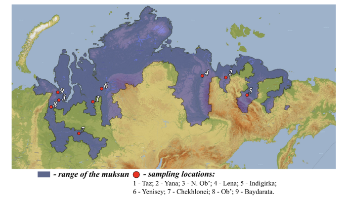 Genetic differentiation of Coregonus muksun in natural populations and ...