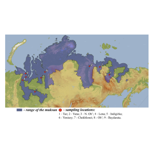 Genetic differentiation of Coregonus muksun in natural populations and ...