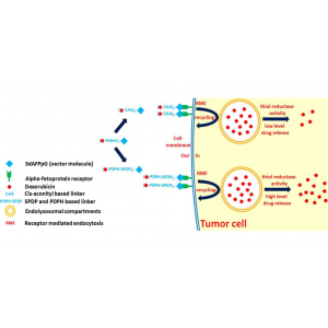 Type of pH sensitive linker reveals different time-dependent ...