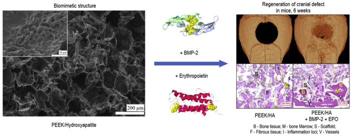 Highly porous PEEK and PEEK/HA scaffolds with Escherichia coli-derived ...