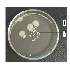 Development of a probiotic for animals and aquaculture based on ...