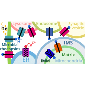 Intracellular microbial rhodopsin-based optogenetics to control ...