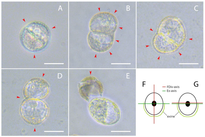 Embryogenesis of European Radish (Raphanus sativus L. subsp. sativus ...