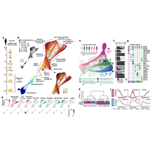 Organoid single-cell genomic atlas uncovers human-specific features of ...