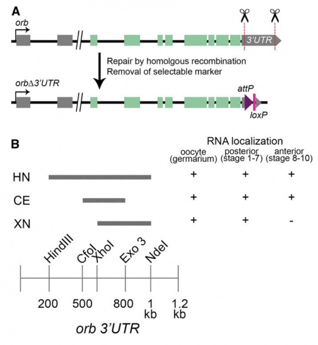 The Drosophila CPEB Protein Orb Specifies Oocyte Fate by a 3′UTR ...