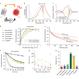 Fast reversibly photoswitching red fluorescent proteins for live-cell ...